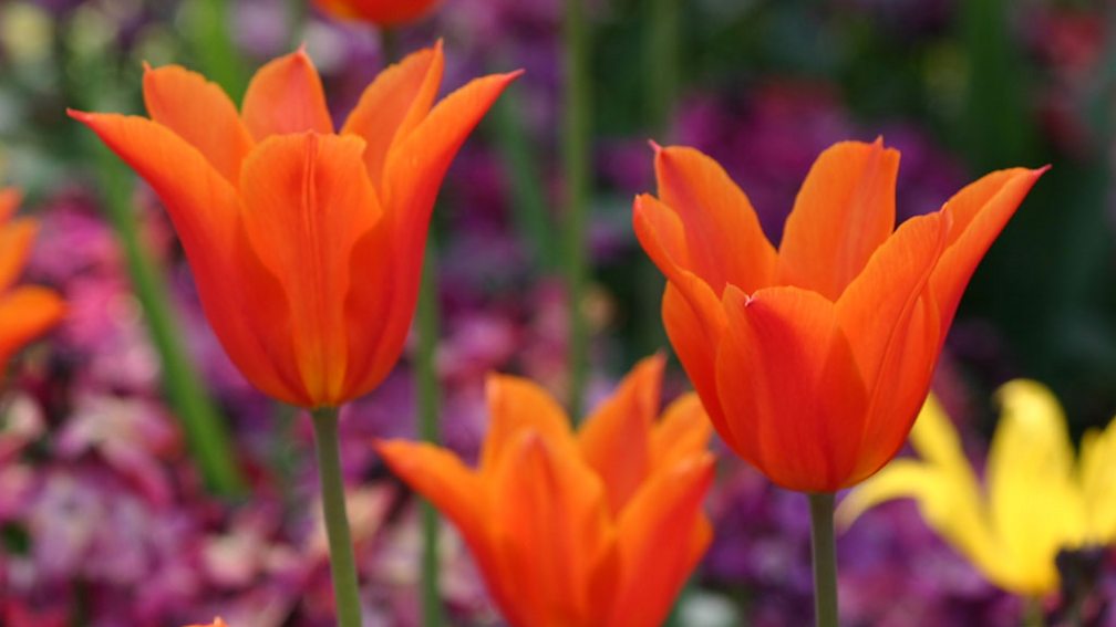 BBC Radio 4 - Gardeners' Question Time - GQT on location