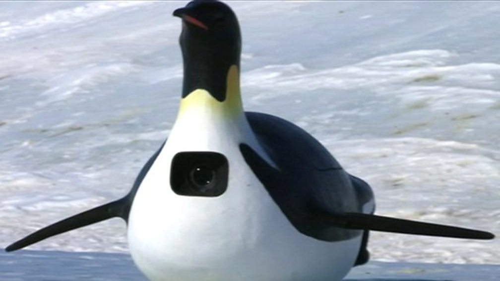BBC One - Penguins - Spy in the Huddle