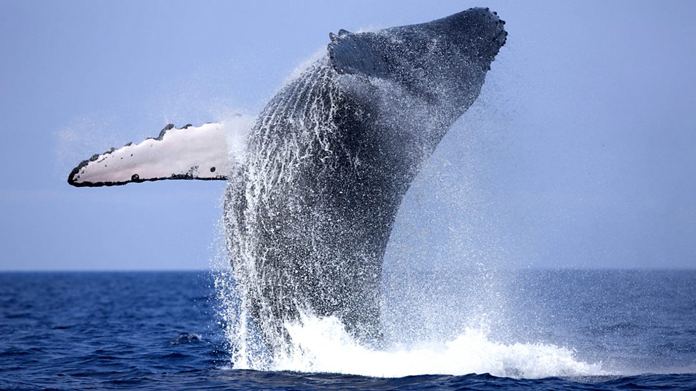 BBC Radio 4 - Natural Histories, Whales - From hunting to watching ...