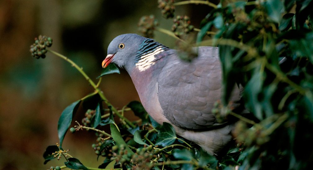 BBC Radio 4 - Radio 4 in Four - The pigeon: Britain’s most ...