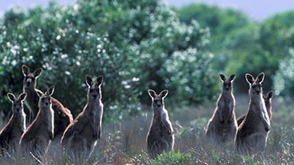 BBC Two - Kangaroo Dundee