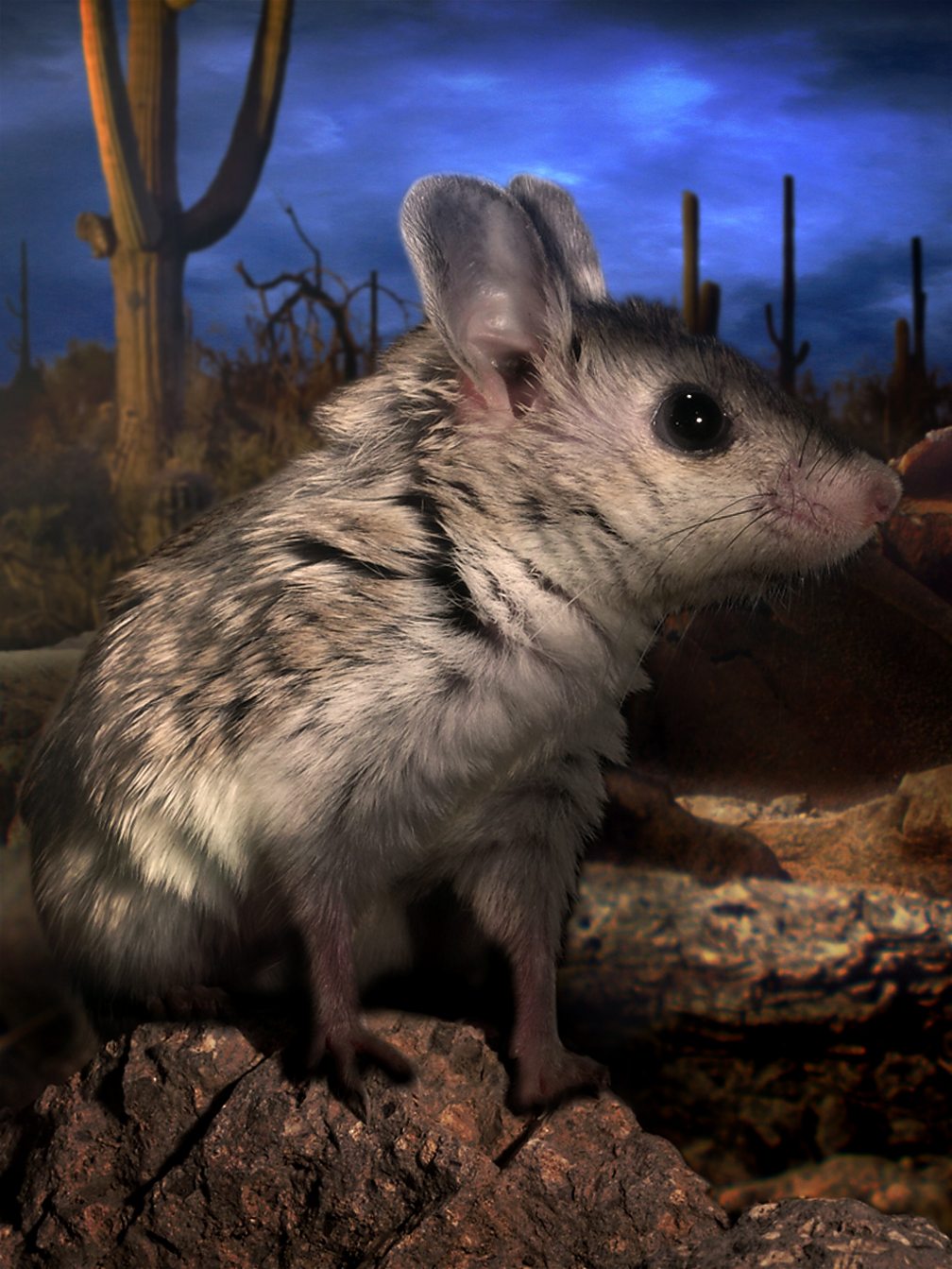 BBC One - Hidden Kingdoms - Grasshopper mouse