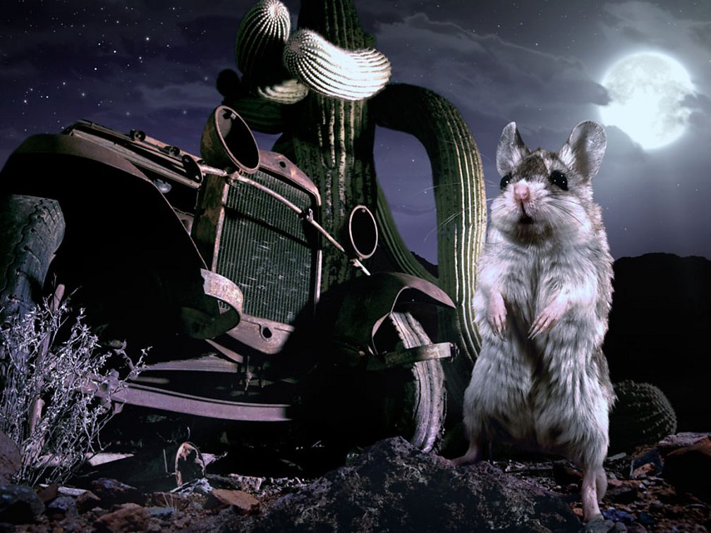 BBC One - Hidden Kingdoms - Grasshopper mouse