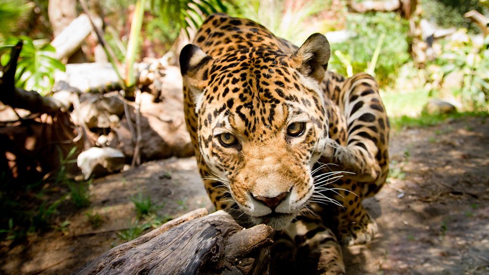 BBC Four - The Wonder of Animals - Wonder facts: Big cats