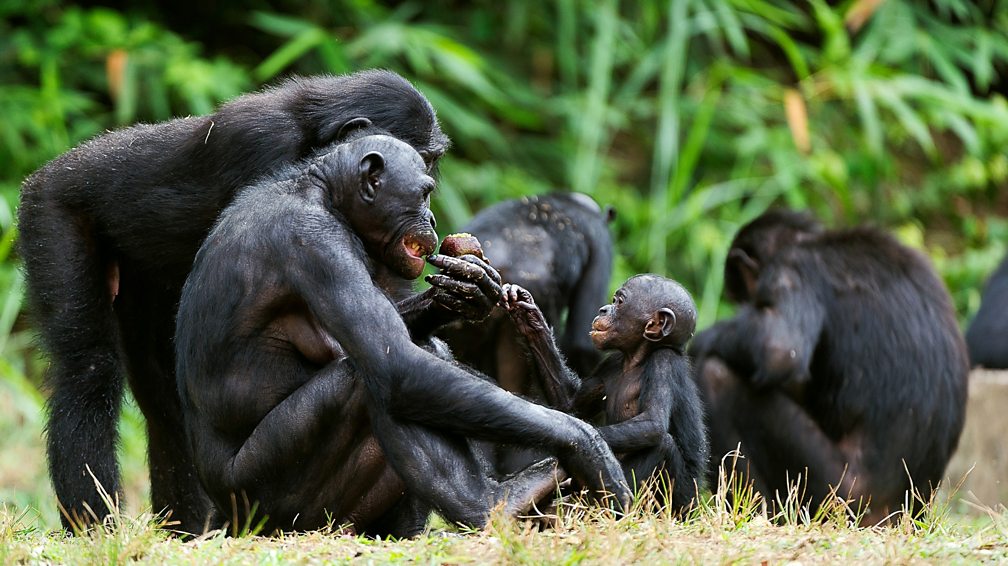 BBC Four - The Wonder of Animals - Wonder facts: Great apes