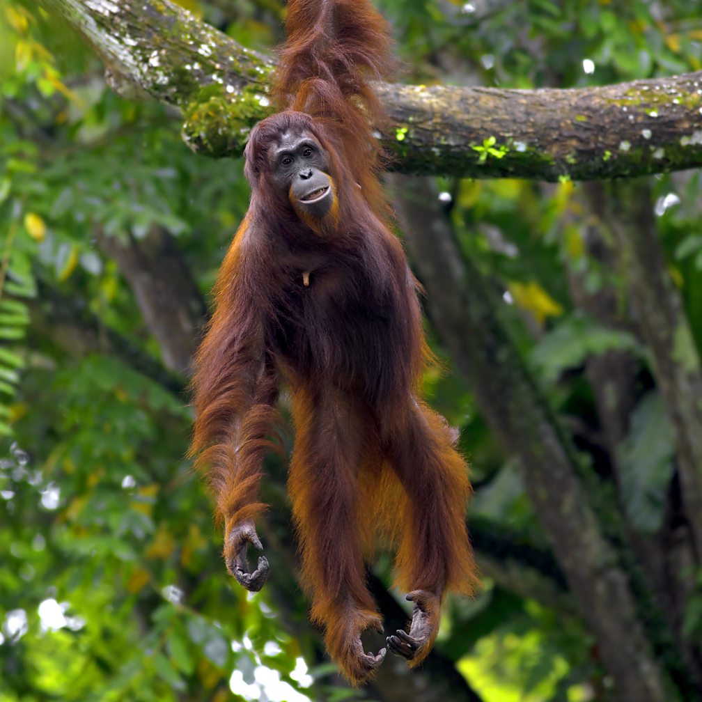 BBC Four - The Wonder of Animals - Wonder facts: Great apes