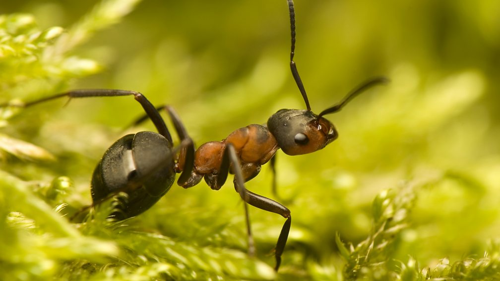 BBC Four - The Wonder of Animals - Wonder facts: Ants