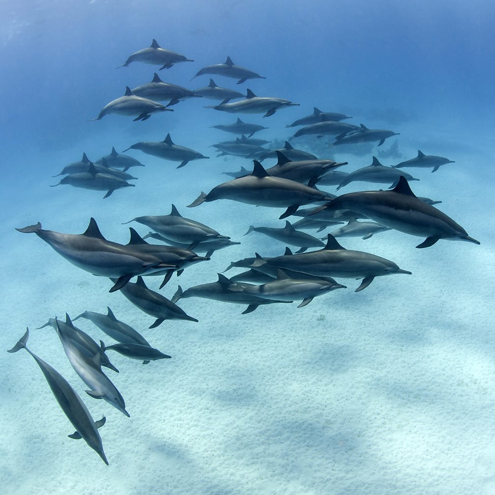 BBC Four - The Wonder of Animals - Wonder facts: Dolphins