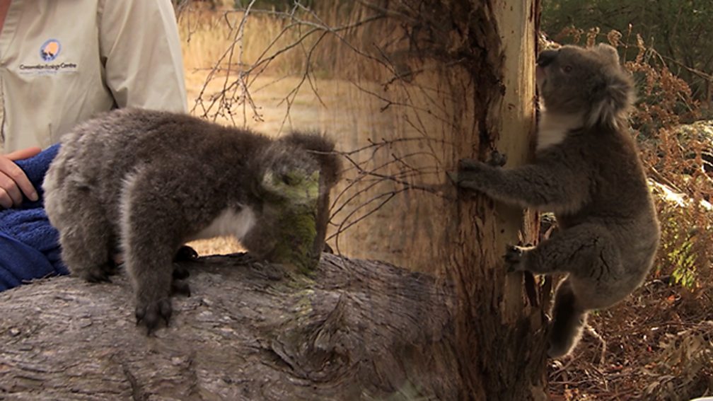 BBC One - Nature's Miracle Orphans, Series 1