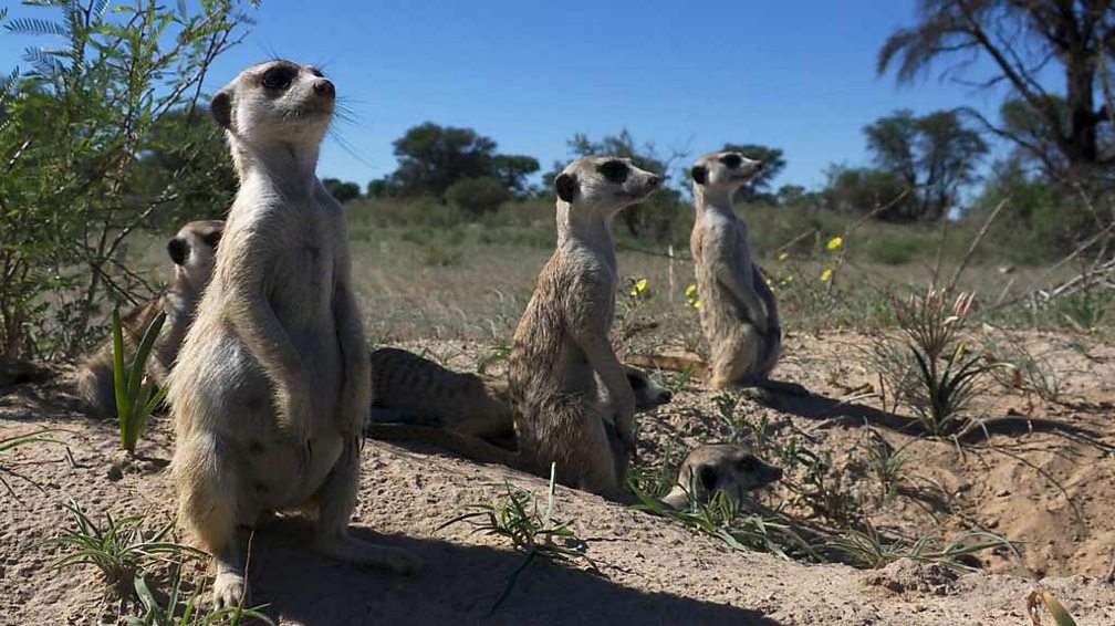 BBC Two - Super Senses: The Secret Power of Animals - Scent