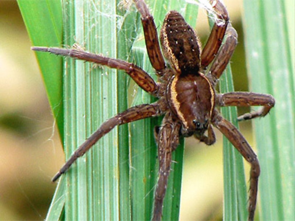 BBC Blogs - Wales - Fen raft spiders on the rise