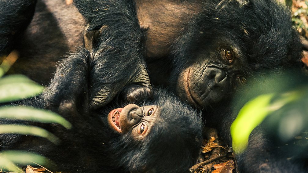BBC One - Life Story - How we made it: Bonobos, our elusive cousins