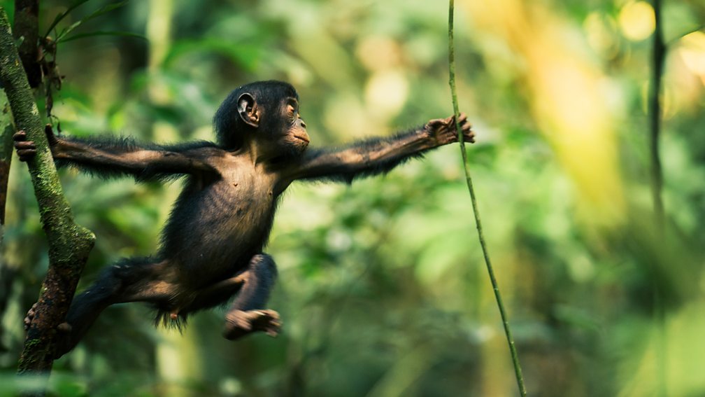 BBC One - Life Story - How we made it: Bonobos, our elusive cousins
