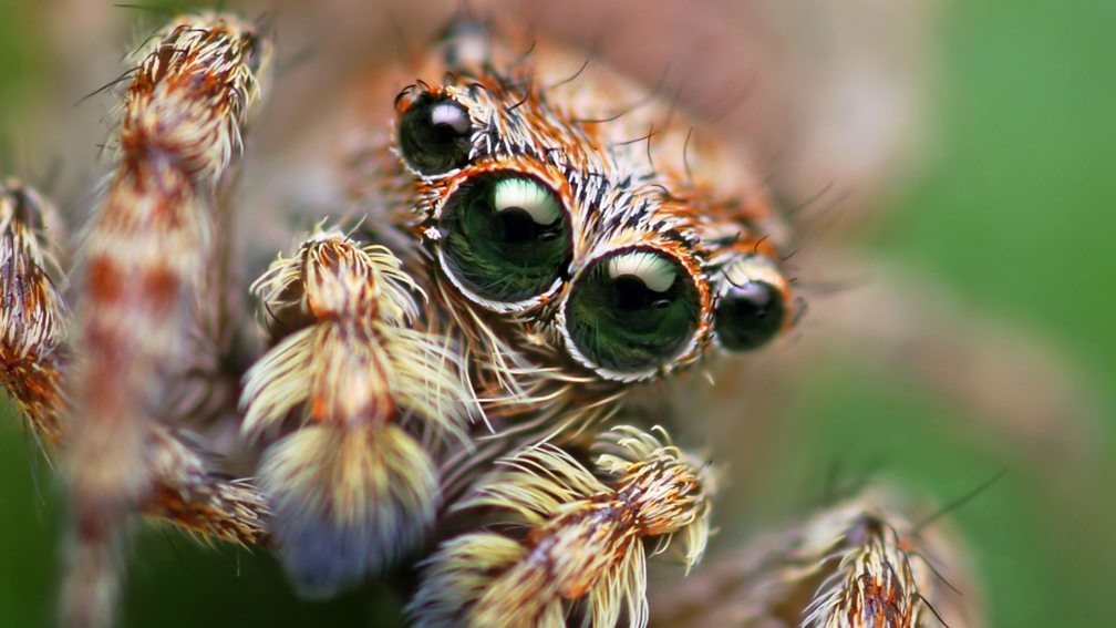 BBC Four - Spider House