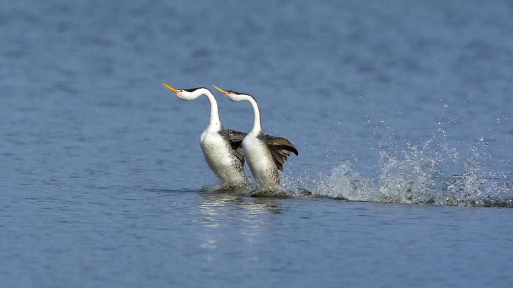 BBC One - Strictly Come Dancing, Series 12 - Steve Backshall