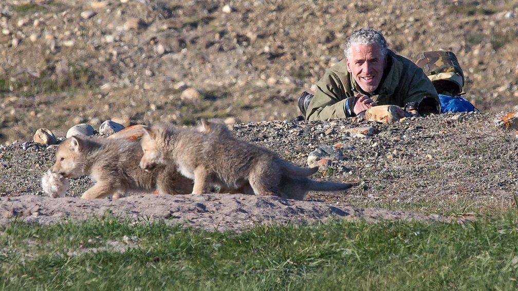 BBC Two - Snow Wolf Family and Me - Face to face with snow wolves