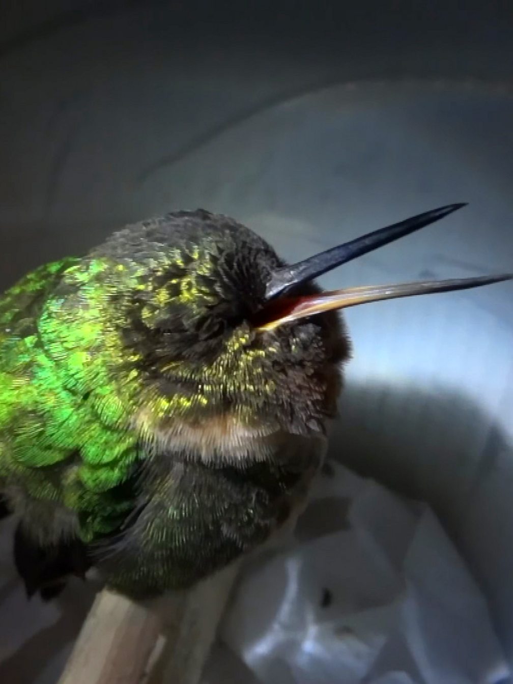 BBC One - Super Cute Animals - Hummingbirds