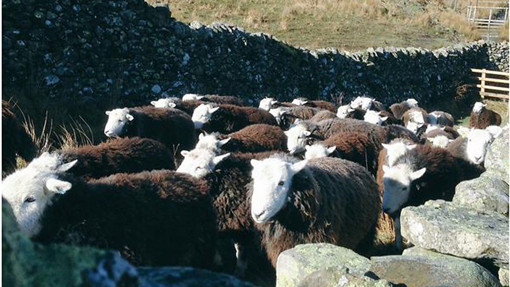 BBC Radio 4 - The Shepherd's Life by James Rebanks - James Rebanks: One ...