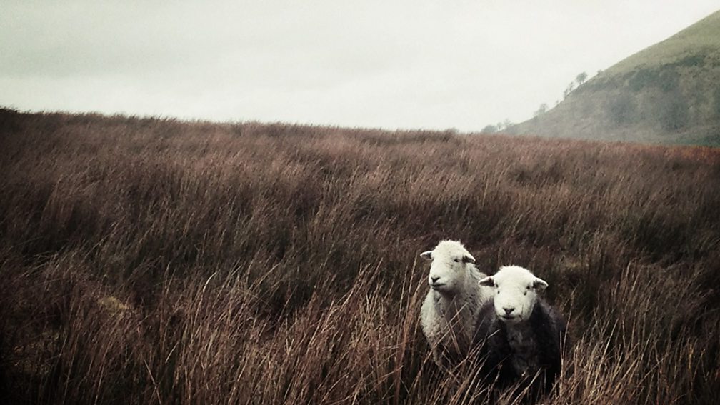 BBC Radio 4 - The Shepherd's Life by James Rebanks - James Rebanks: One ...