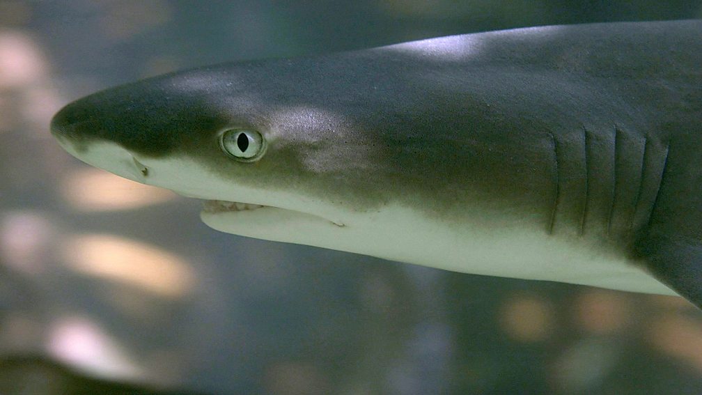 BBC One - Shark - Frilled shark