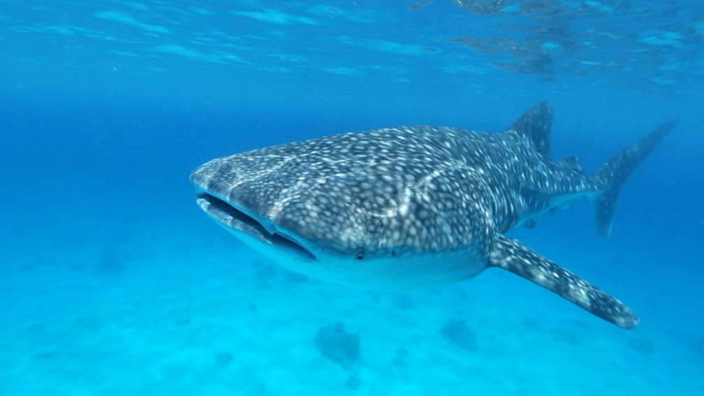 BBC One - Shark - Frilled shark