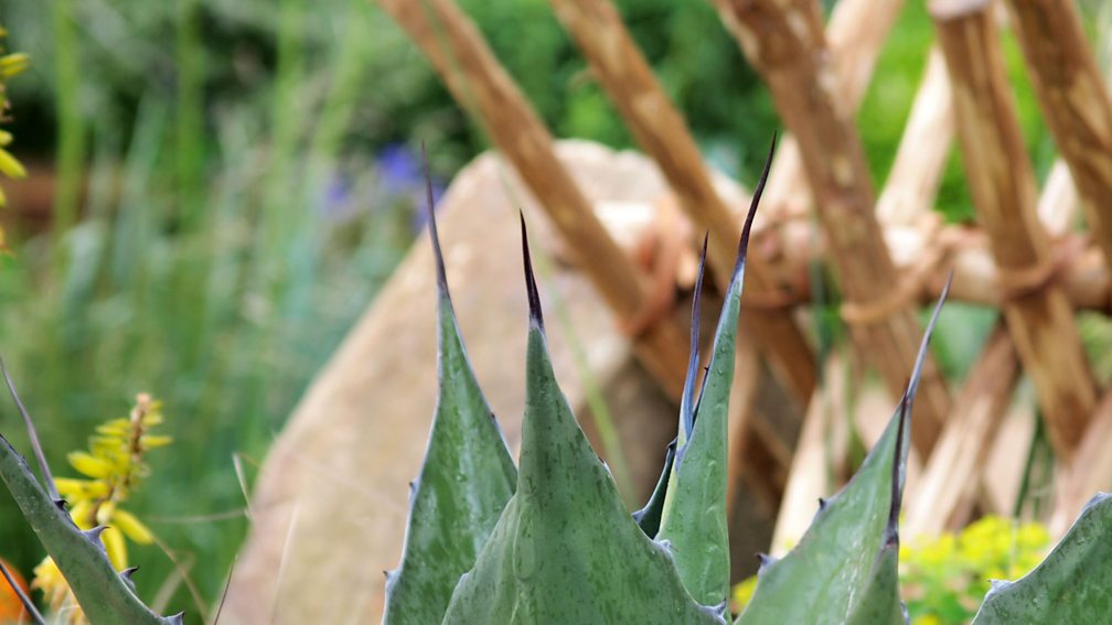 BBC Two - RHS Chelsea Flower Show - Sentebale - Hope in Vulnerability