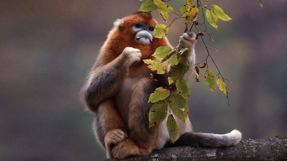 BBC Radio 4 - Natural Histories, Monkeys And Apes - 10 things you ...