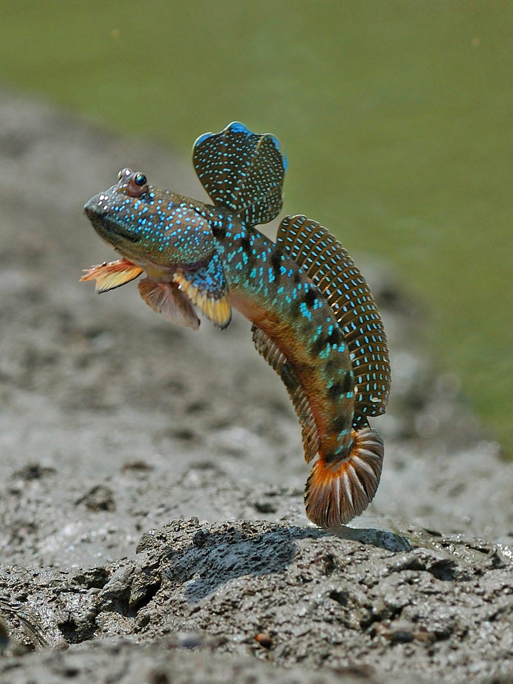 BBC One - Nature's Greatest Dancers - Great blue spotted mudskipper
