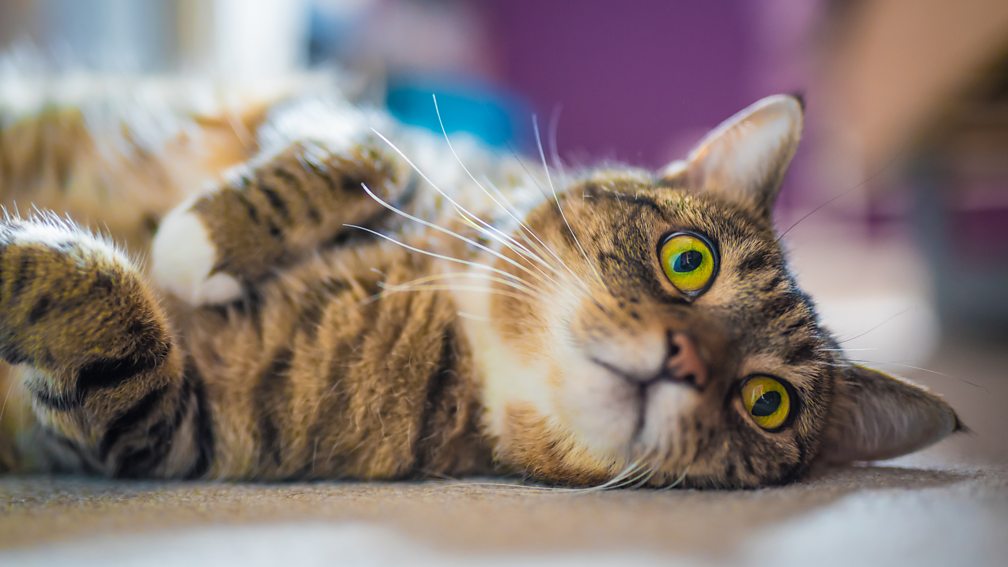 BBC Radio 4 - Radio 4 in Four - The Cat-a-list: 16 things you never ...