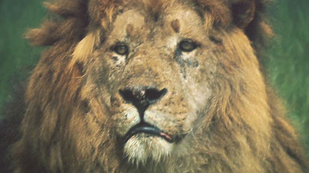 BBC Radio 4 - Radio 4 in Four - Nine roar-some facts about lions