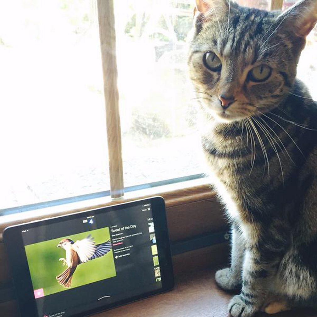 BBC Radio 4 - Radio 4 in Four - Cats listening to Radio 4