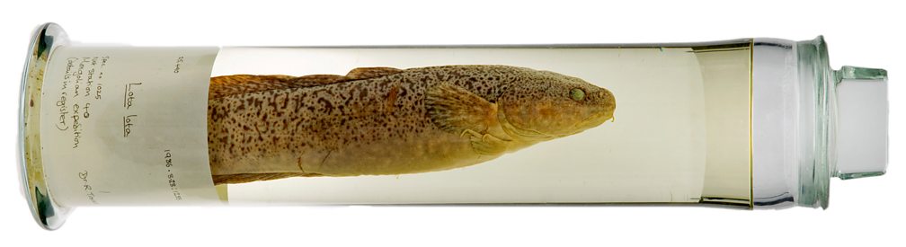 BBC Radio 4 - Natural Histories, Burbot - 10 fishy facts about burbots