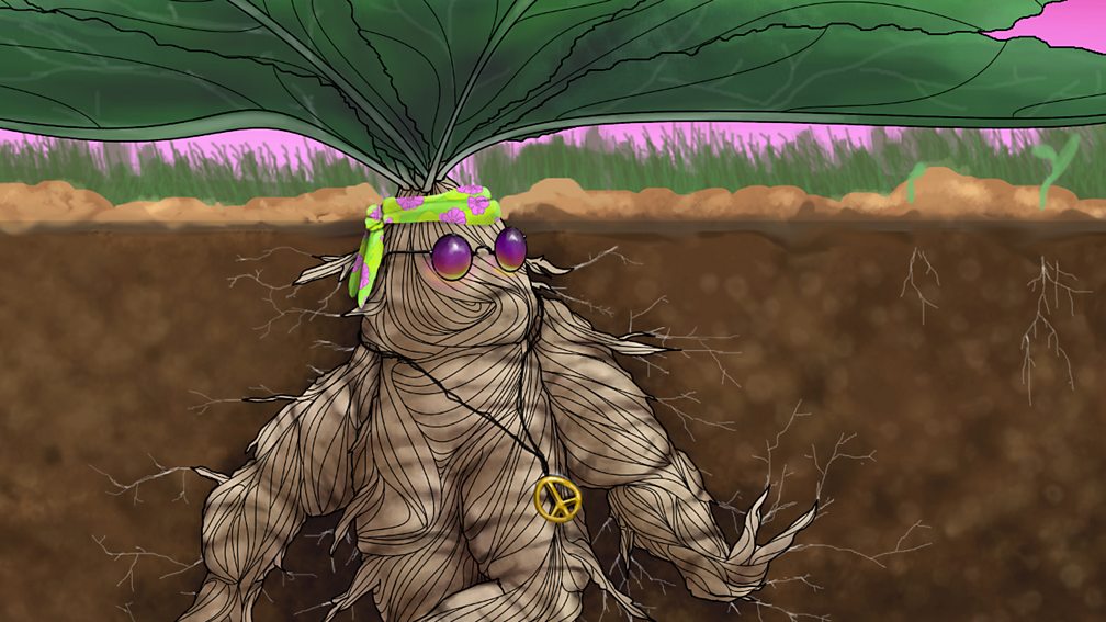 BBC Radio 4 - Natural Histories, Nightshades - Meet the nightshade family