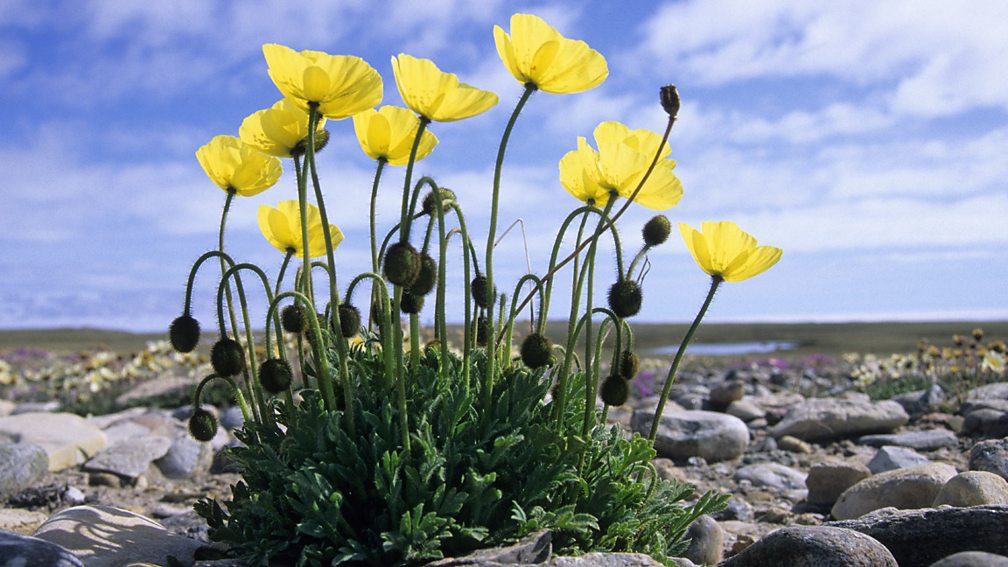 Plant adaptations and features - Cold environments - AQA - GCSE ...