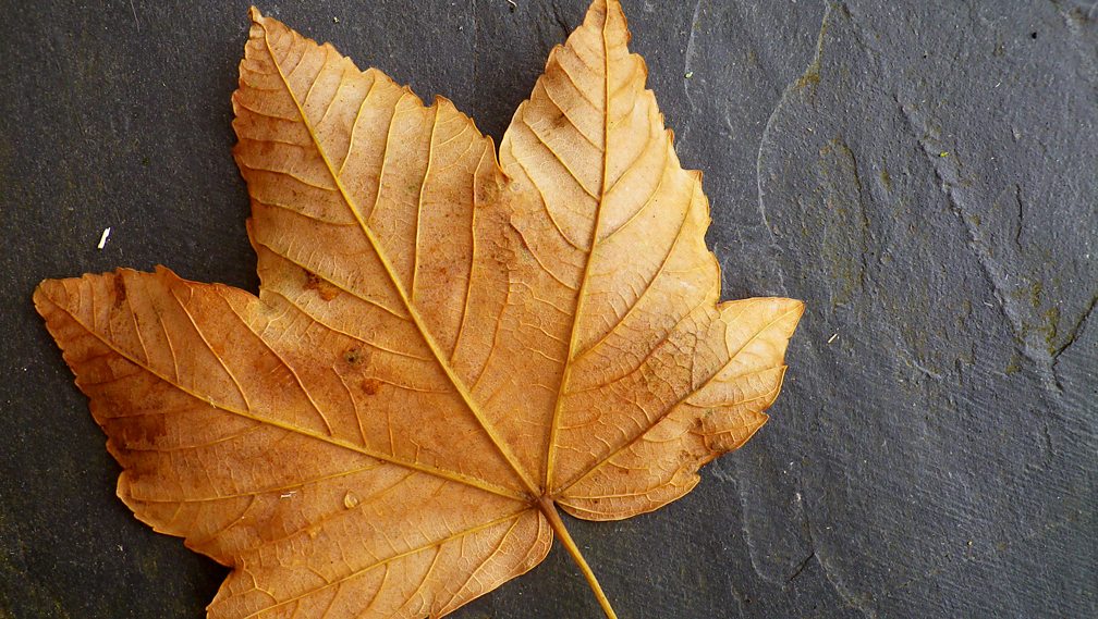 BBC Radio 4 - Four Seasons - Autumn oddities: 22 facts about the 'fall'