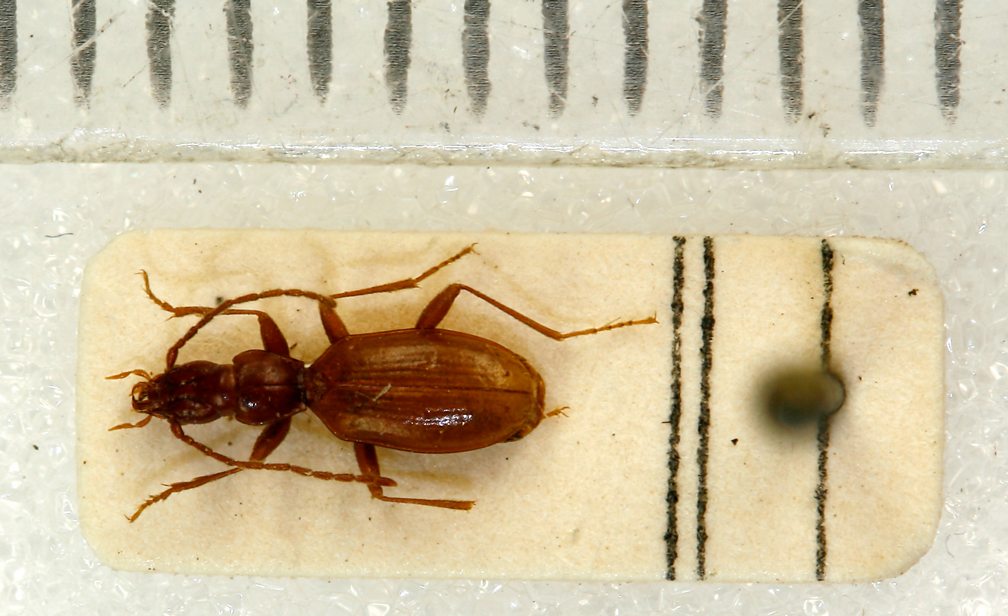 BBC Radio 4 - Natural Histories, Beetles - Nine beetles named after ...
