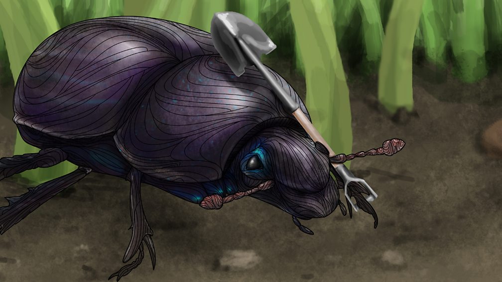 BBC Radio 4 - Natural Histories, Beetles - Nine beetles named after ...
