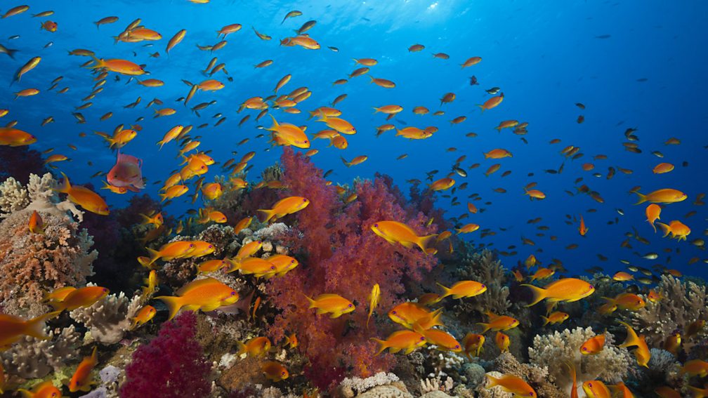 Coral reefs - Ecosystems - OCR - GCSE Geography Revision - OCR - BBC ...