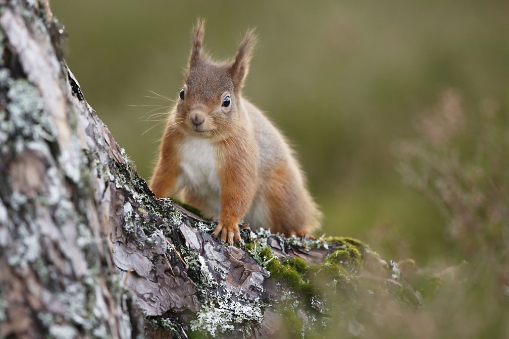 BBC One - Highlands - Scotland's Wild Heart - A gallery of stunning ...