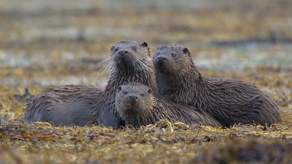 BBC One - Highlands - Scotland's Wild Heart - A gallery of stunning ...