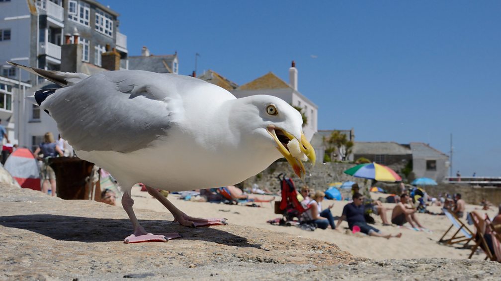 BBC Radio 4 - Free Thinking - Feathered friends or foes? Eight birds ...