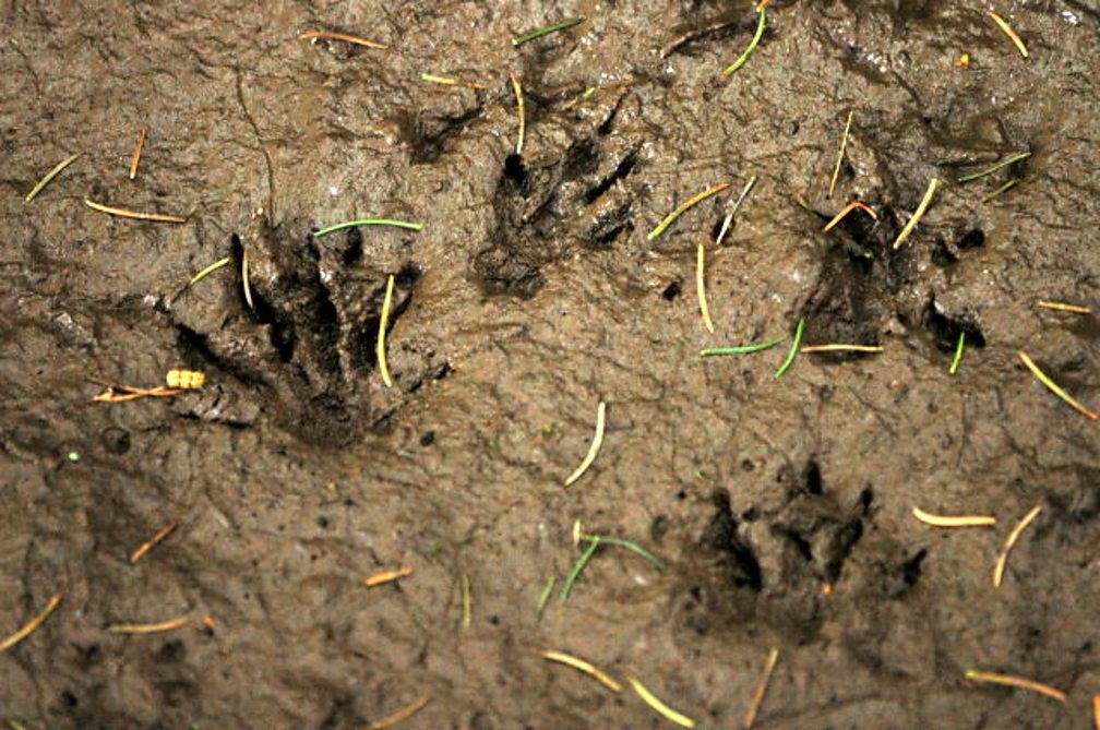 BBC - How Beatrix Potter is helping to save Britain's hedgehogs