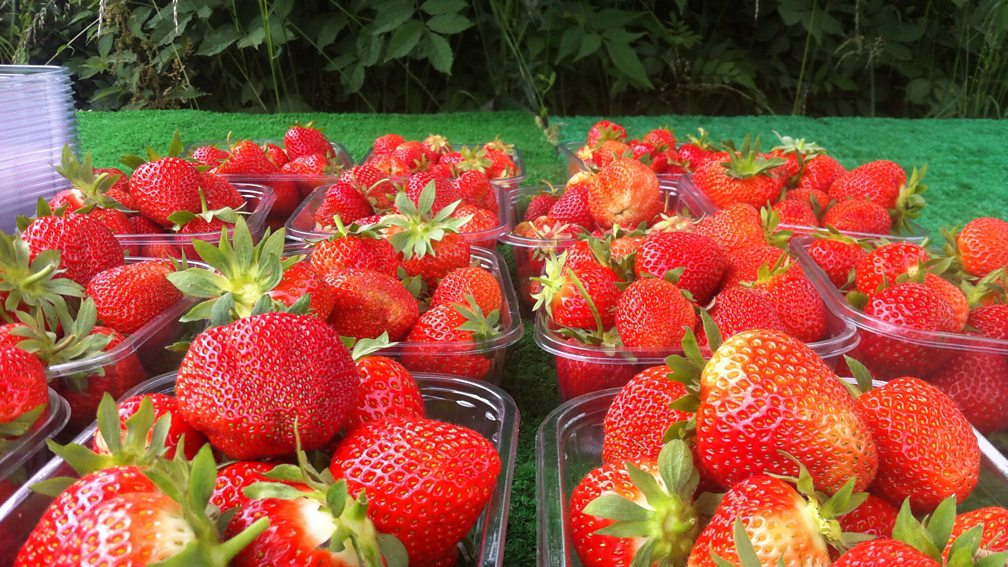 BBC Radio 4 - Radio 4 in Four - Eight flavours you never knew went with ...