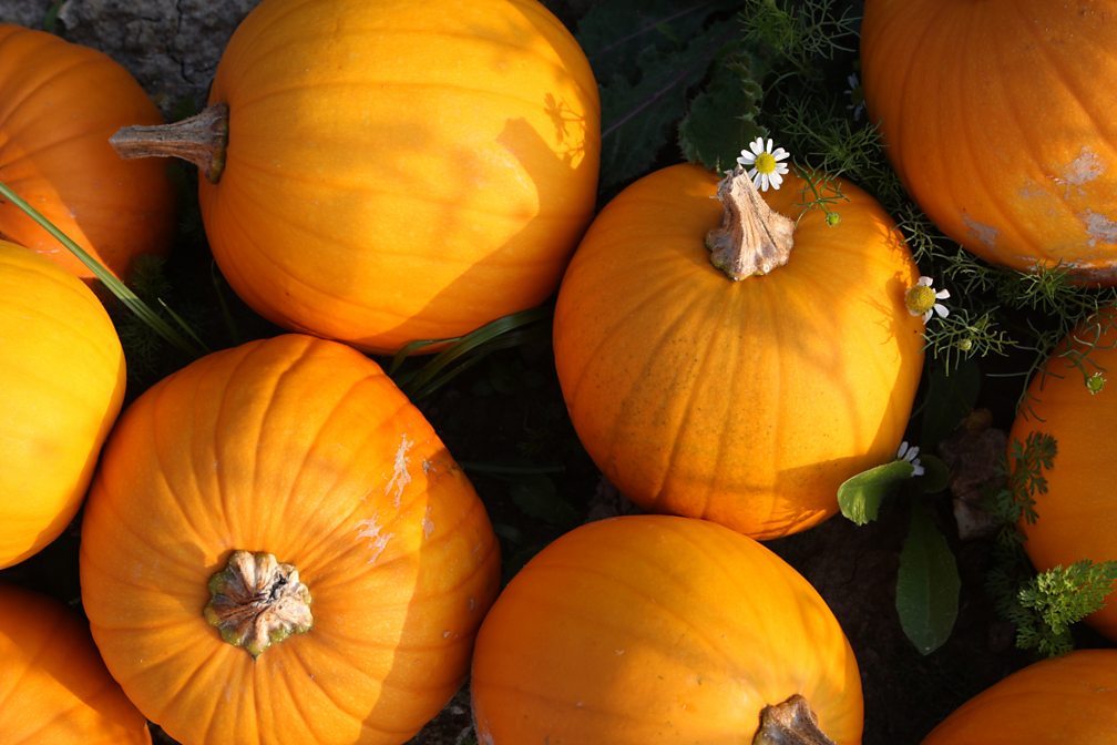 BBC Radio 4 - Four Seasons - Autumn oddities: 22 facts about the 'fall'