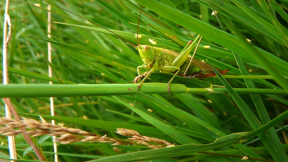 BBC Radio 4 - Natural Histories, Bat - Na na na na na na na na... Bat ...