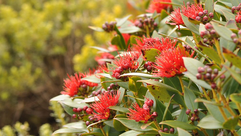 BBC One - Planet Earth II - Megaherbs of the sub Antarctic islands