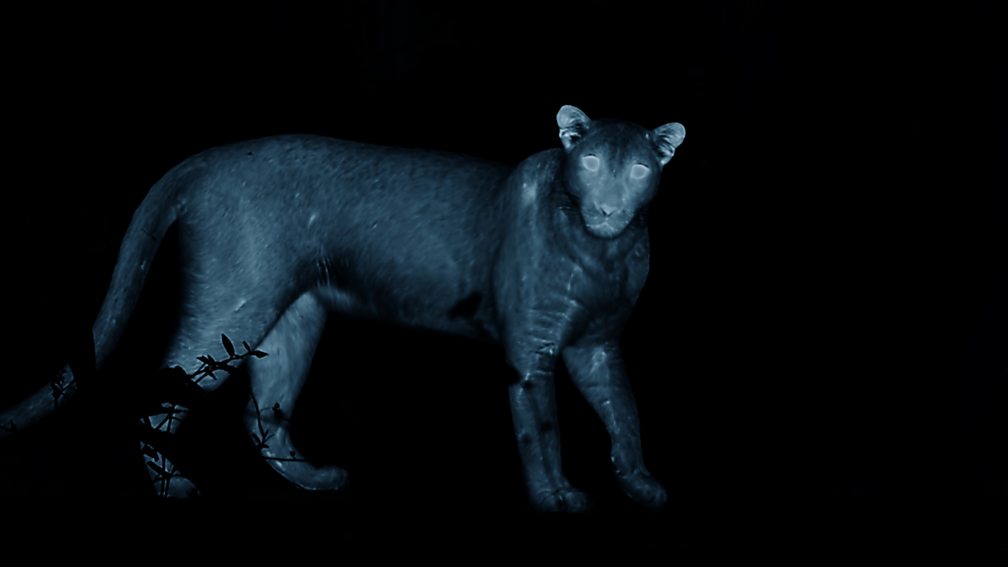 BBC One - Planet Earth II - Planet Earth II in 360º