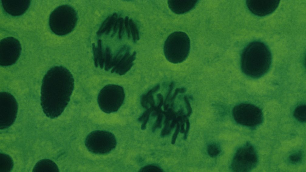 Mitosis and the cell cycle - How do organisms grow and develop? - OCR ...