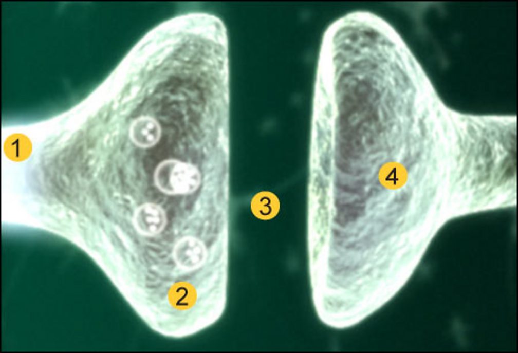 Neurones - Coordination and control - AQA Synergy - GCSE Combined ...