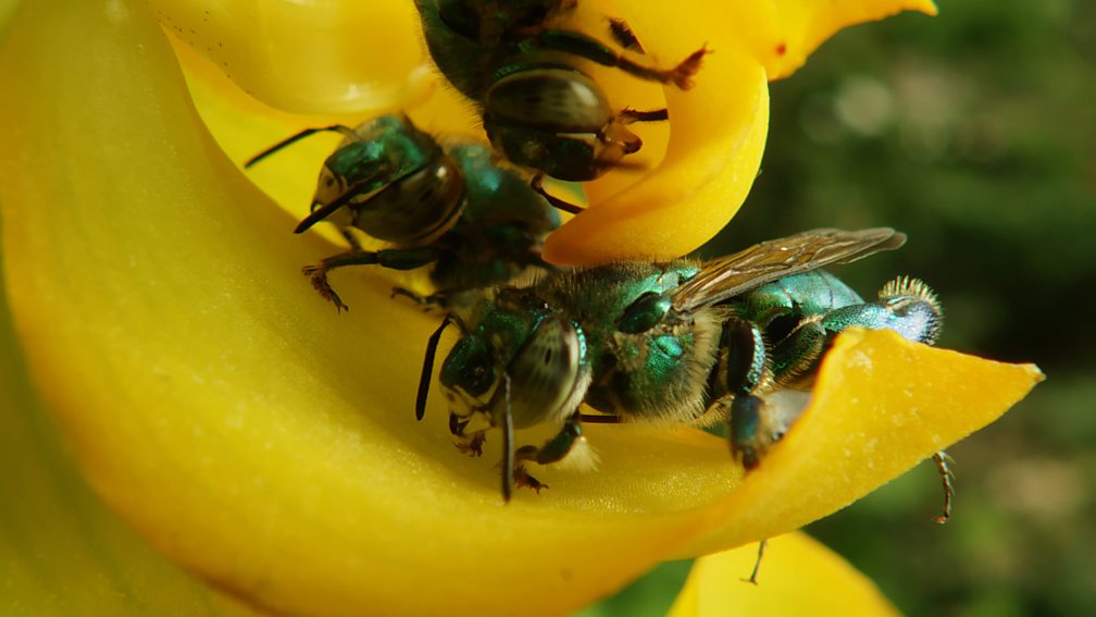 BBC Two - Mexico: Earth's Festival of Life - Filming orchid bees ...